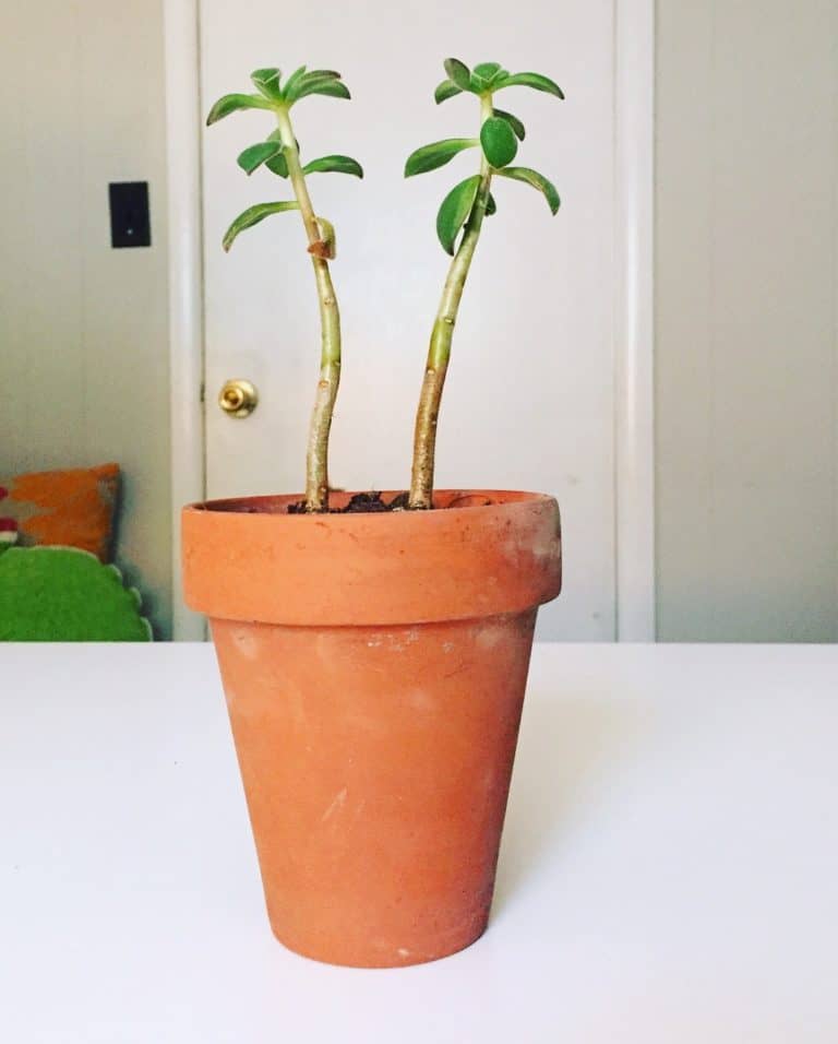 DIY Black and White Painted Clay Pot - TRY IT NOW! - Rachel's Crafted Life
