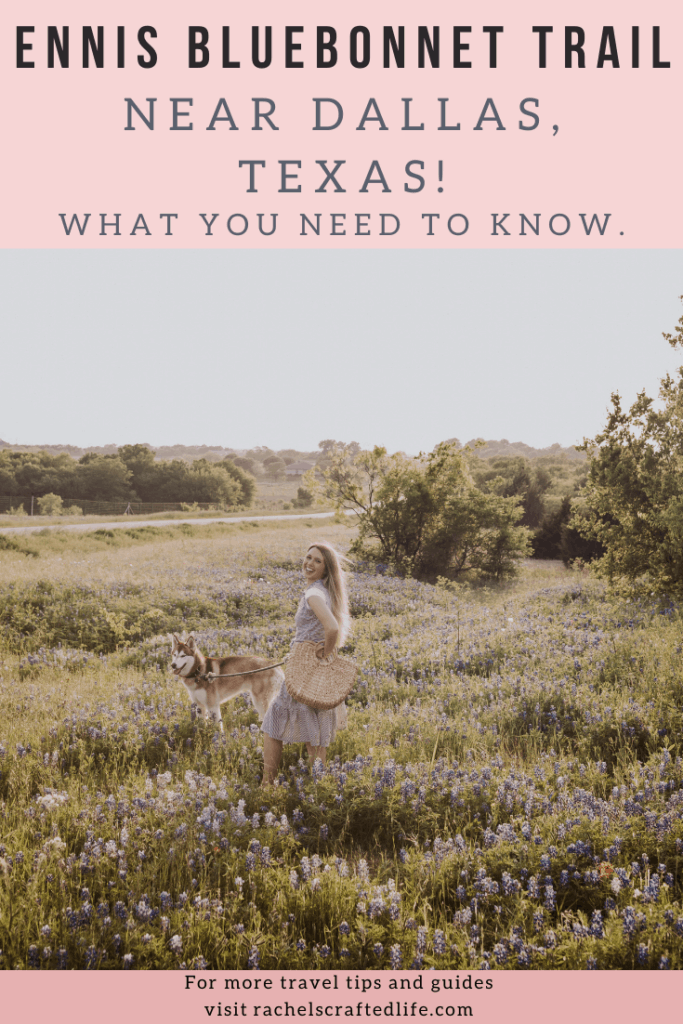 Ennis Bluebonnet Trail near Dallas, Texas: What You Need to Know ...