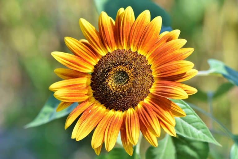 13 Flower Farms in Florida to Visit Today - Rachel's Crafted Life