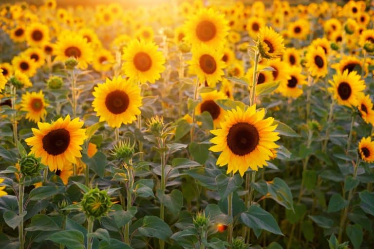 13 Flower Farms in Florida to Visit Today - Rachel's Crafted Life