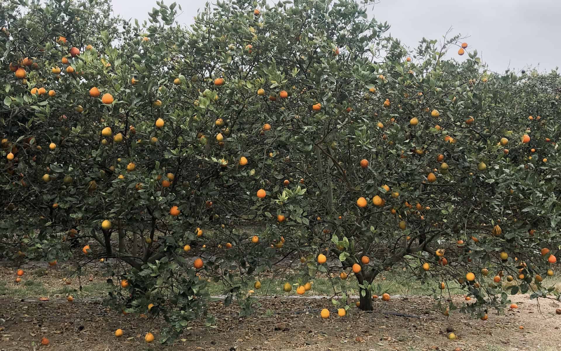 6 Must Visit U-Pick Orange Groves in Florida - Rachel's Crafted Life