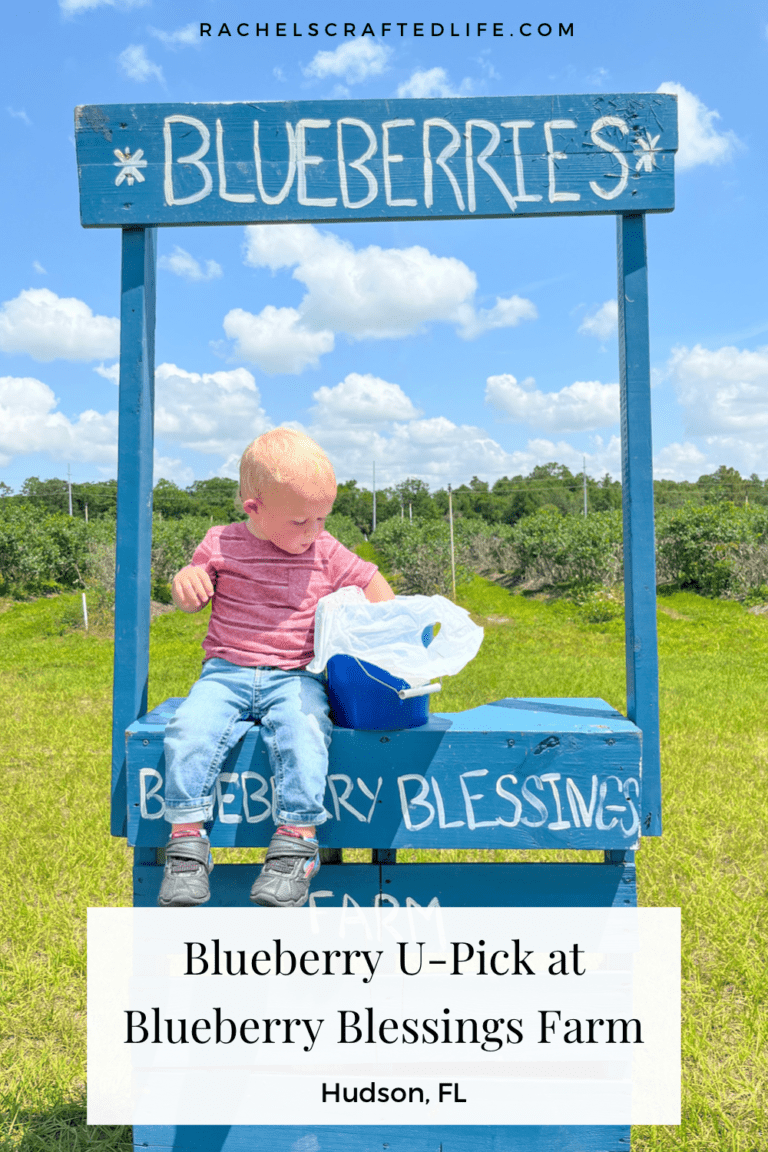 Blueberry U-Pick at Blueberry Blessings Farm in Hudson, FL - Rachel's ...
