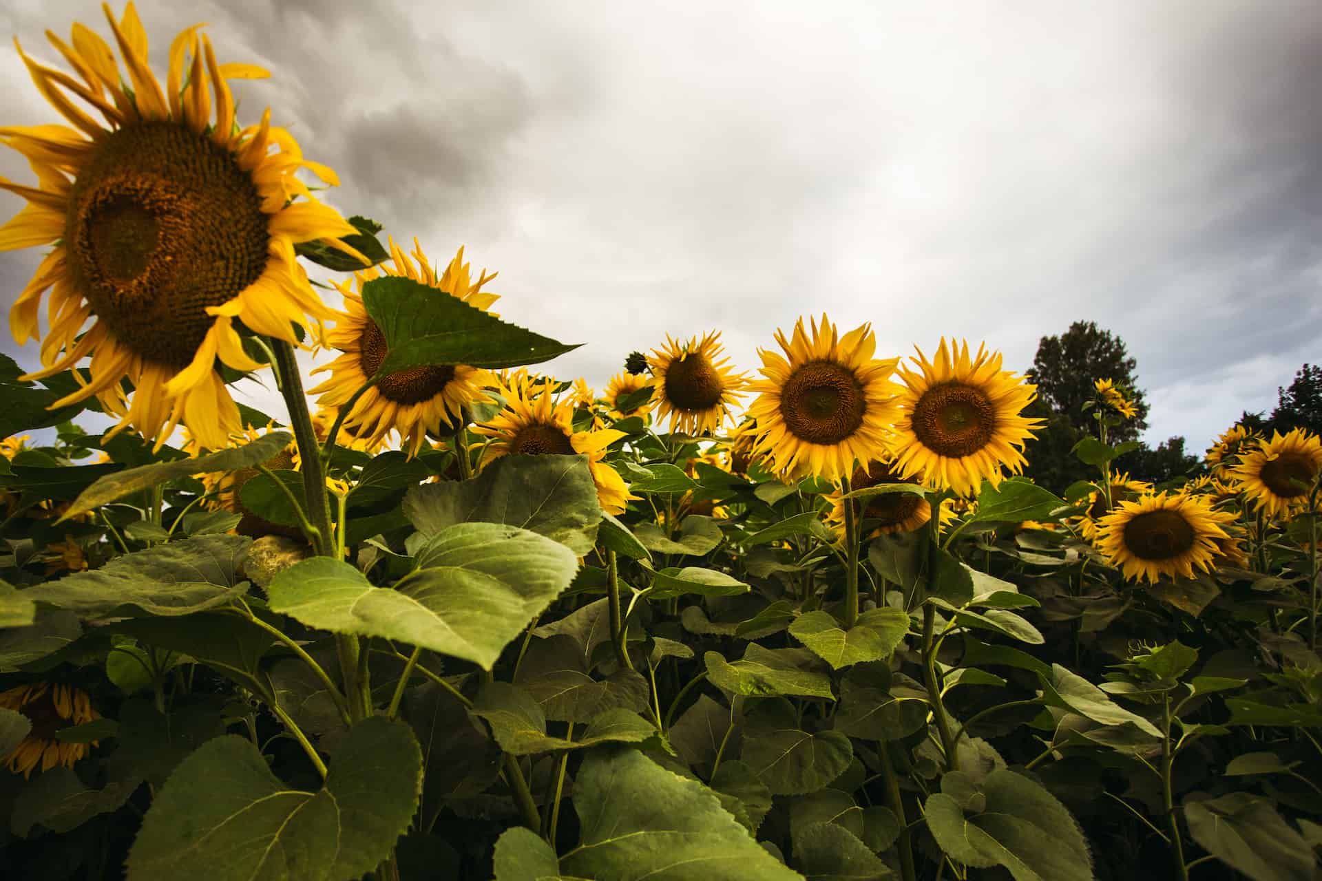 5 Beautiful Sunflower Fields in South Florida - Rachel's Crafted Life