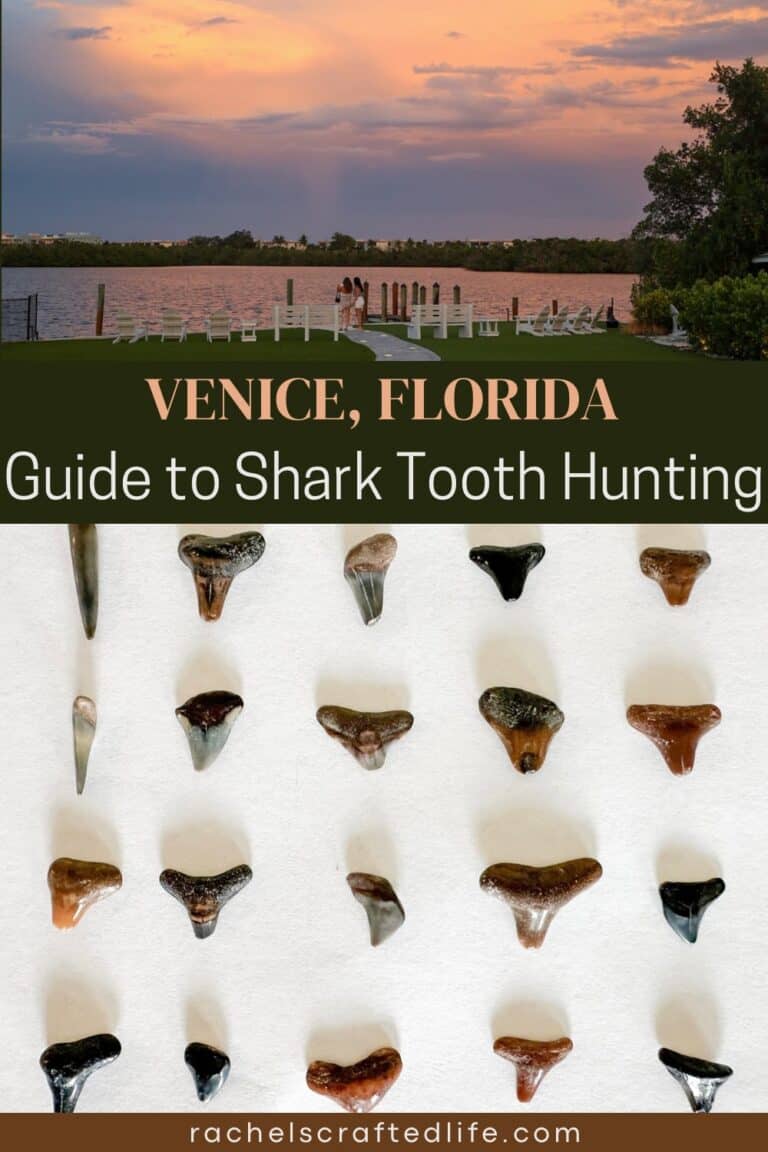 Shark Tooth Beach in Venice, Florida - Rachel's Crafted Life