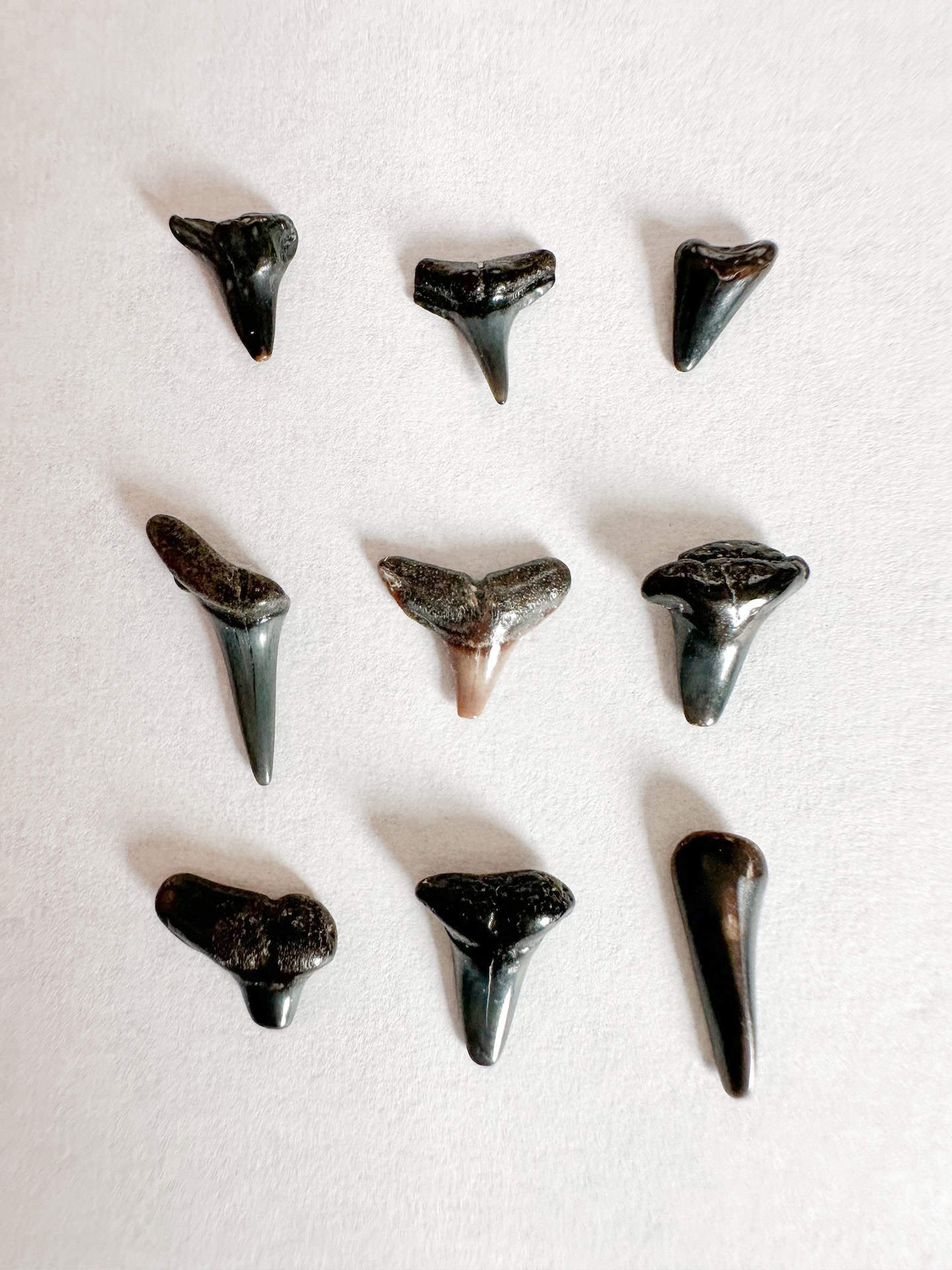 Shark Tooth Beach in Venice, Florida - Rachel's Crafted Life